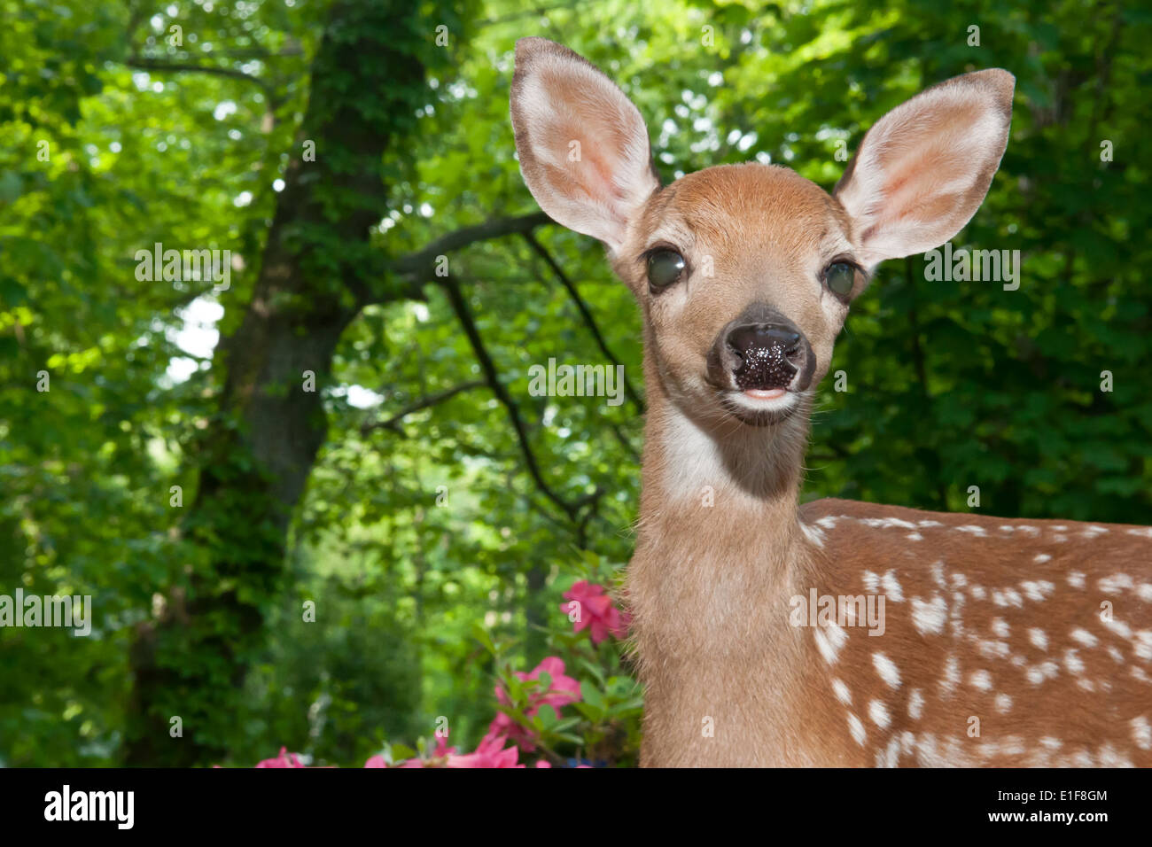 Bébé cerf Banque de photographies et d’images à haute résolution - Alamy