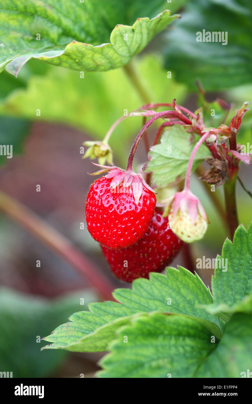 Fraises aux feuilles vertes Banque d'image et photos - Alamy
