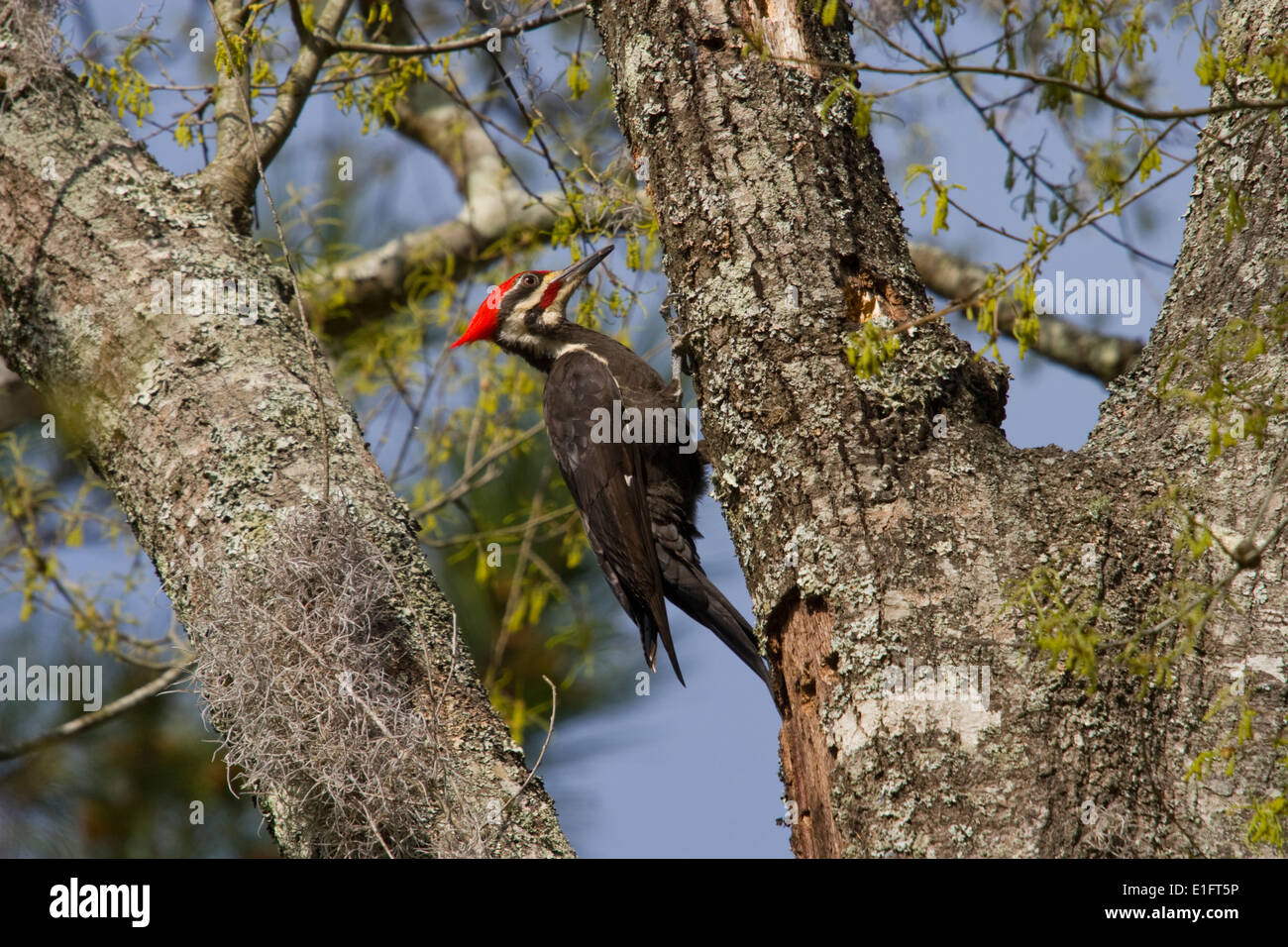 Pic adulte Banque de photographies et d’images à haute résolution - Alamy