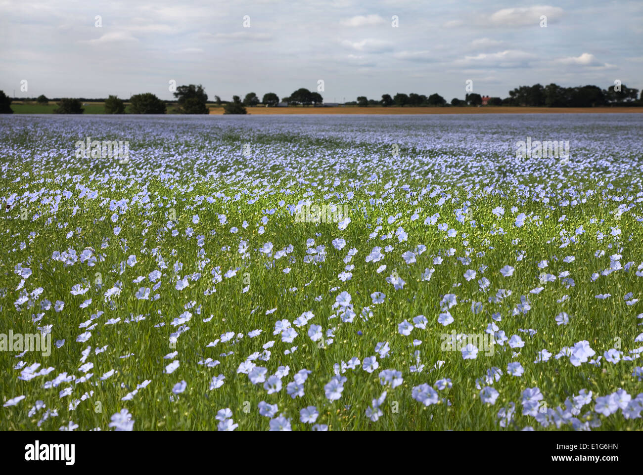 Champs de lin Banque de photographies et d’images à haute résolution ...