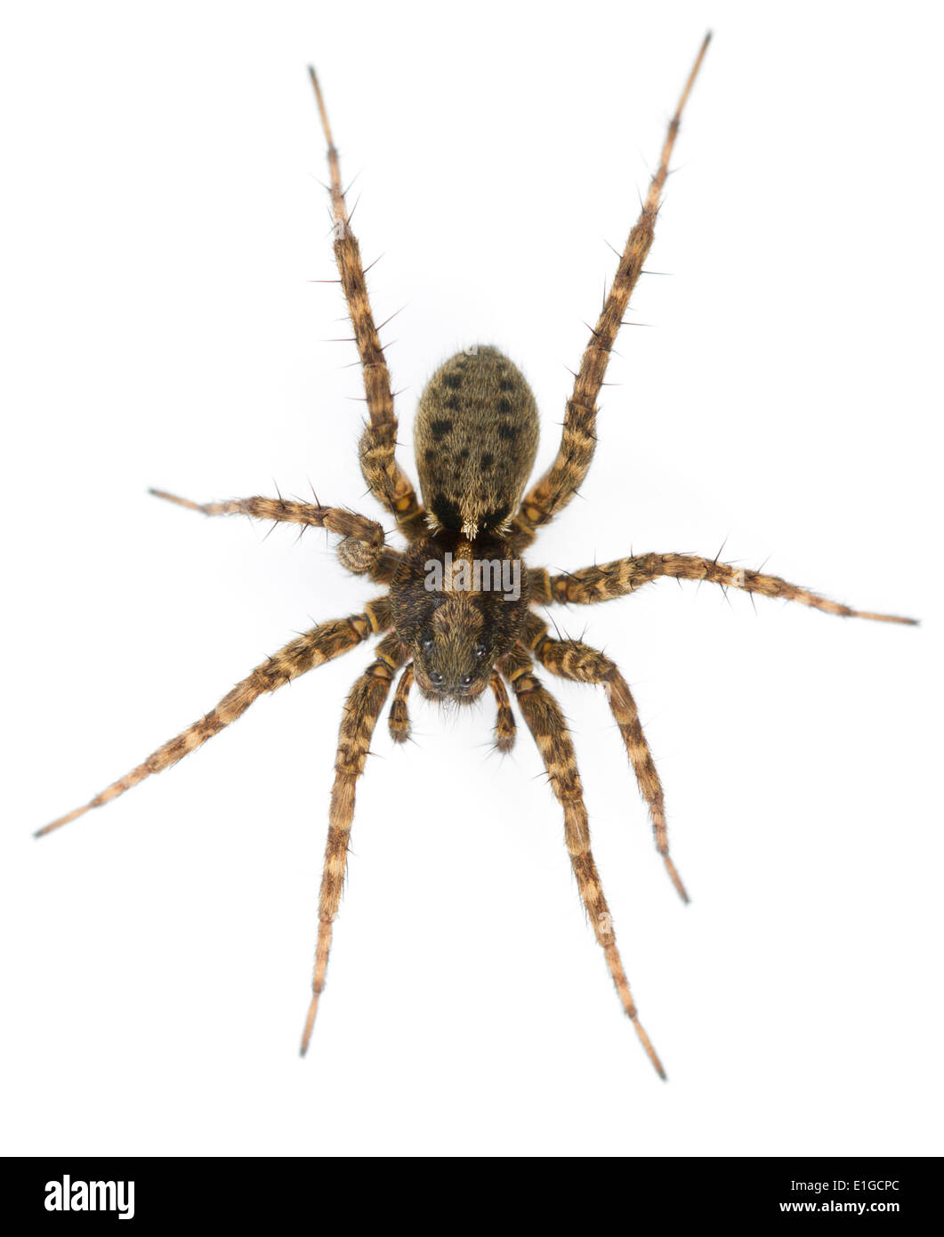 Pardosa Spiders Banque d'image et photos - Alamy