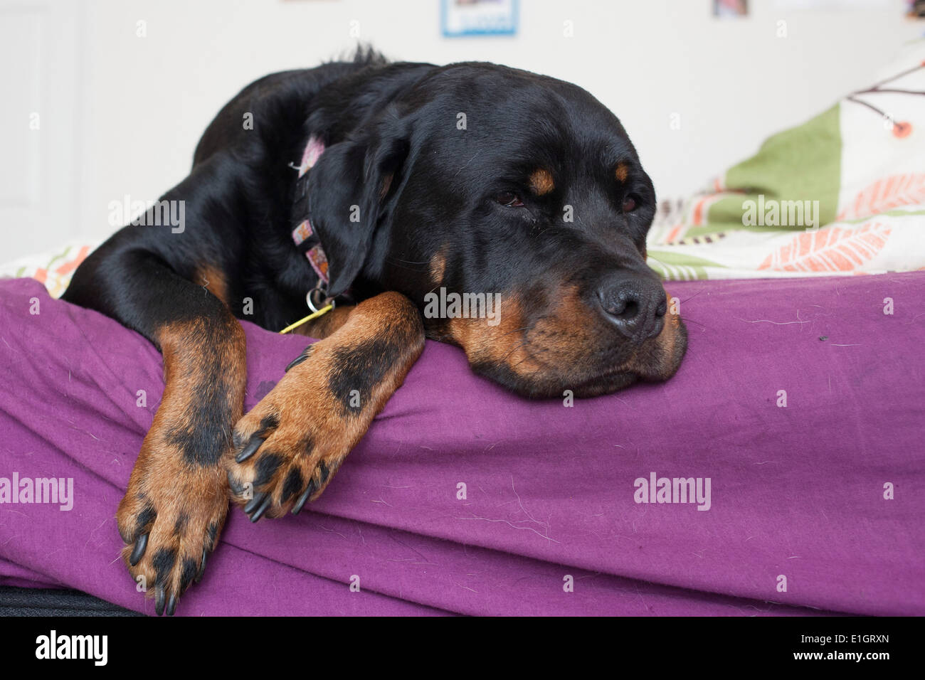 Rottweilers dog Banque de photographies et d’images à haute résolution ...