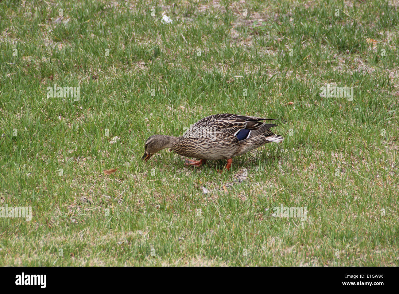 Une poule canard colvert Banque de photographies et d’images à haute ...
