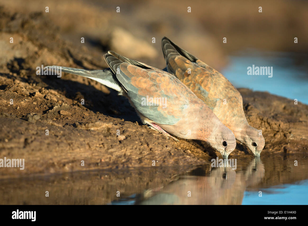 Colombes Oiseau Banque d'image et photos - Alamy