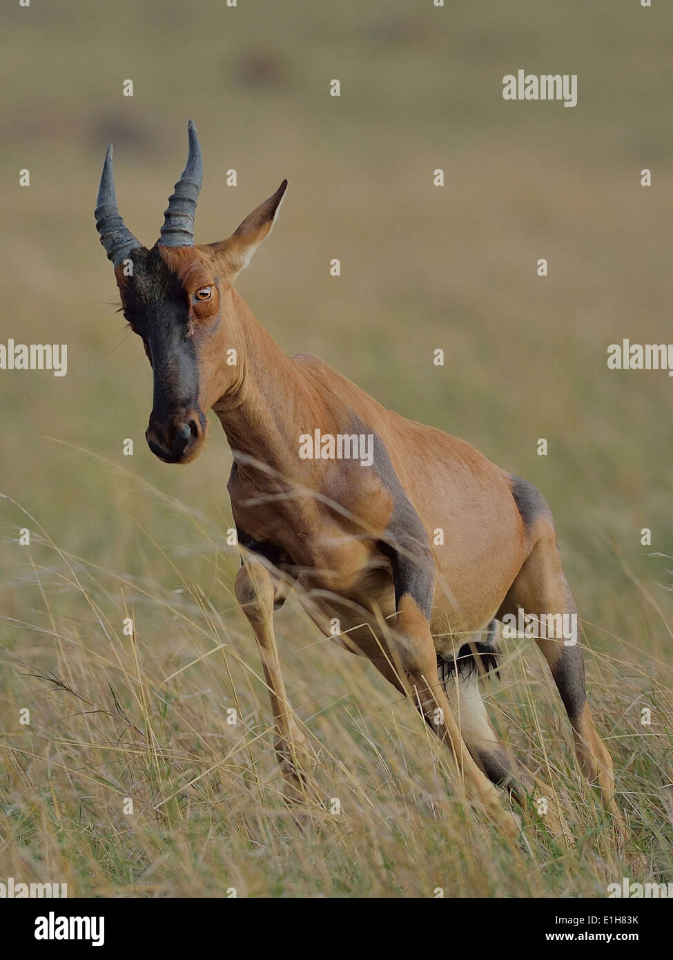 Mara triangle Banque de photographies et d’images à haute résolution ...