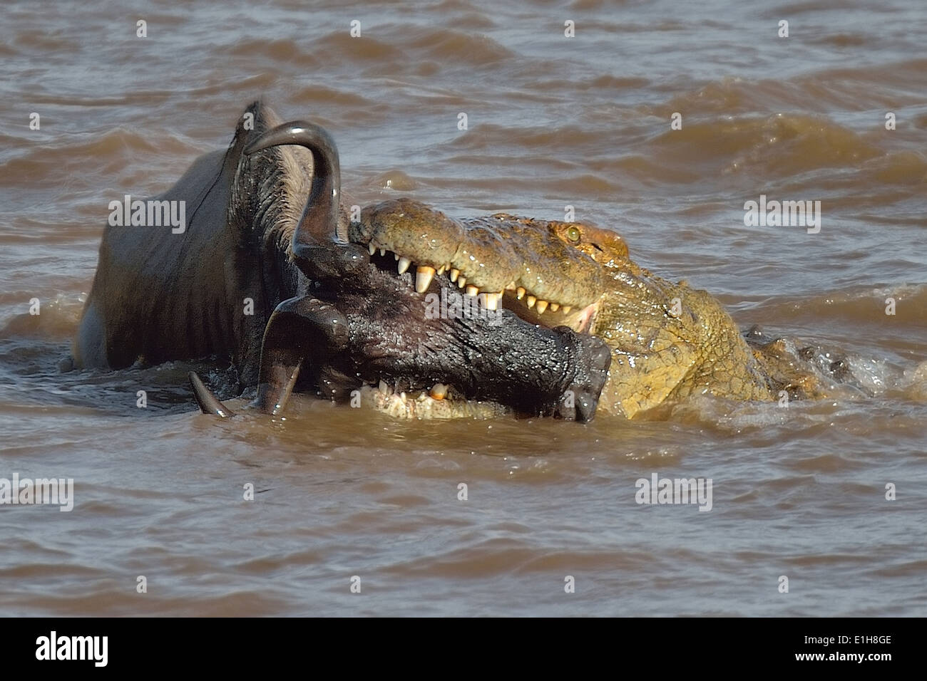 Gnou à barbe blanche Banque de photographies et d’images à haute résolution - Alamy