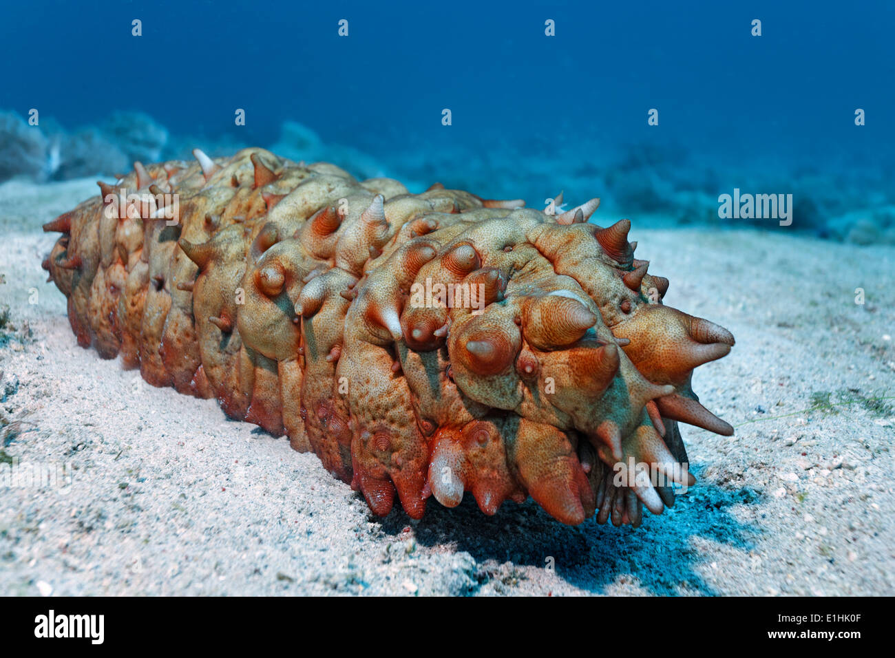 Cocombre de mer Banque de photographies et d’images à haute résolution ...