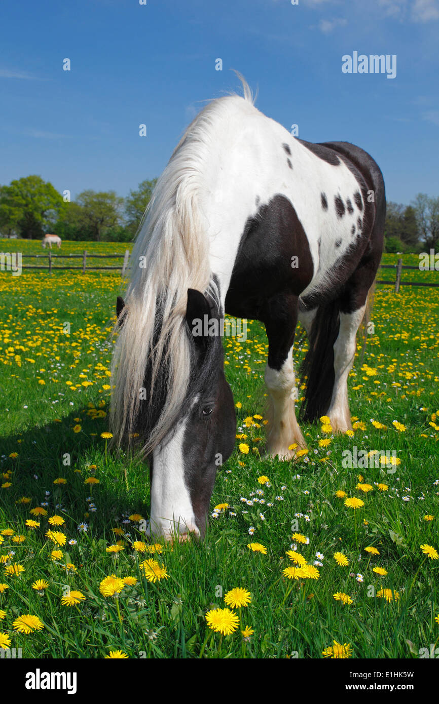 Irish cob Banque de photographies et d’images à haute résolution - Alamy