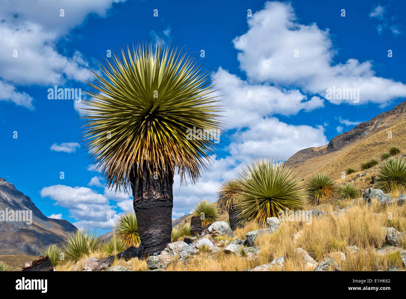 Reine des Andes ou Bromelia géant (Puya raimondii), Parc national de ...
