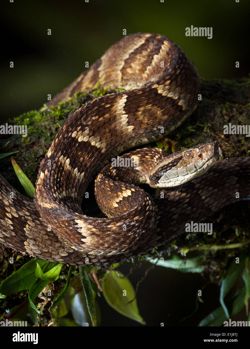 Bothrops jararaca Banque de photographies et d’images à haute ...