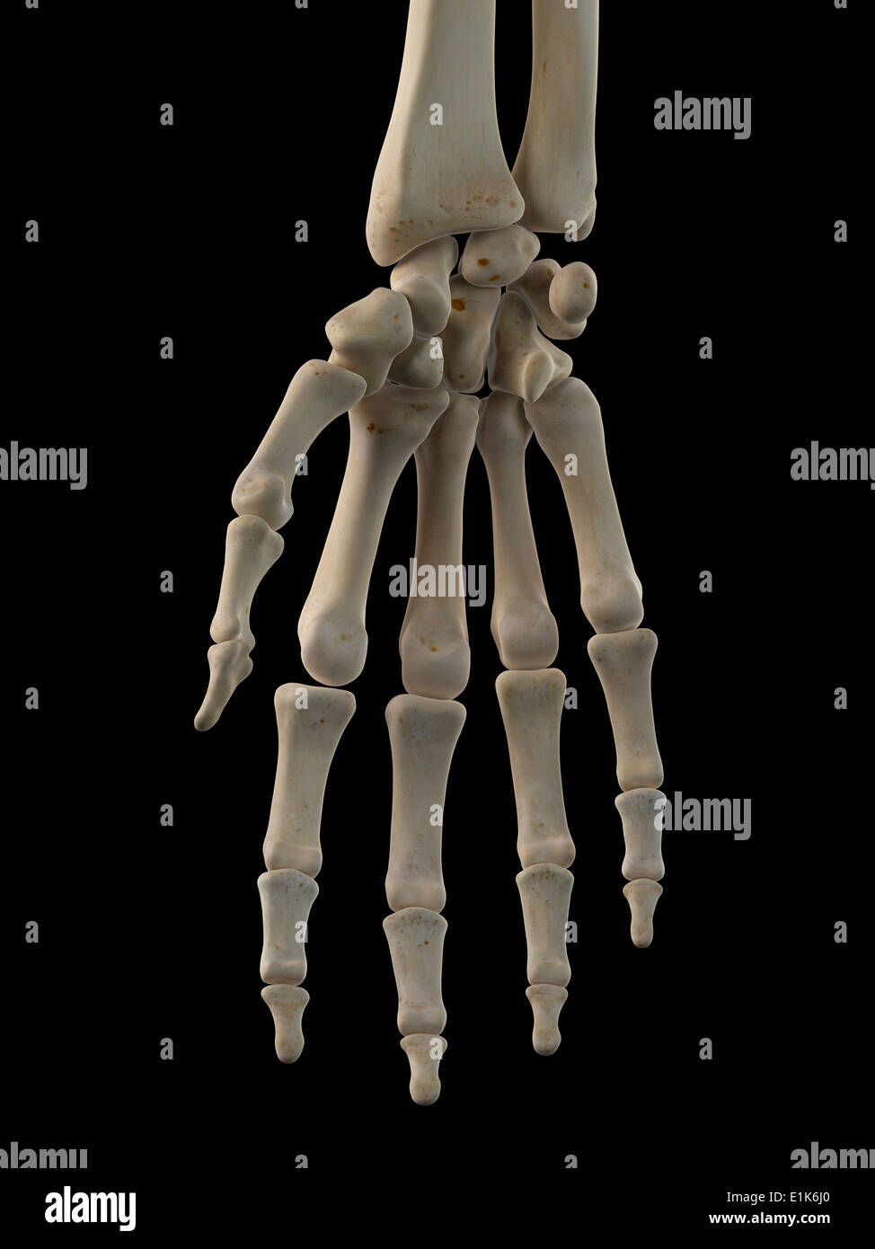 Os de la main Banque de photographies et d’images à haute résolution ...