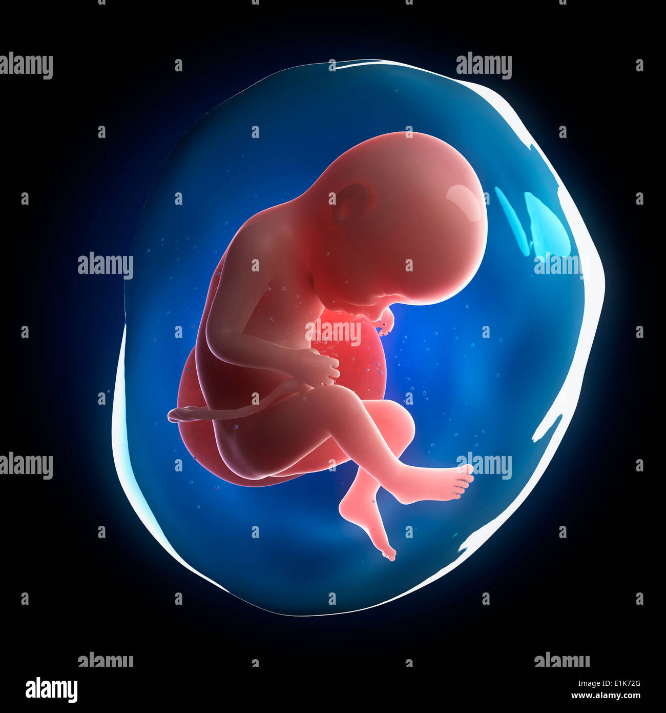 Foetus humain Banque de photographies et d’images à haute résolution ...