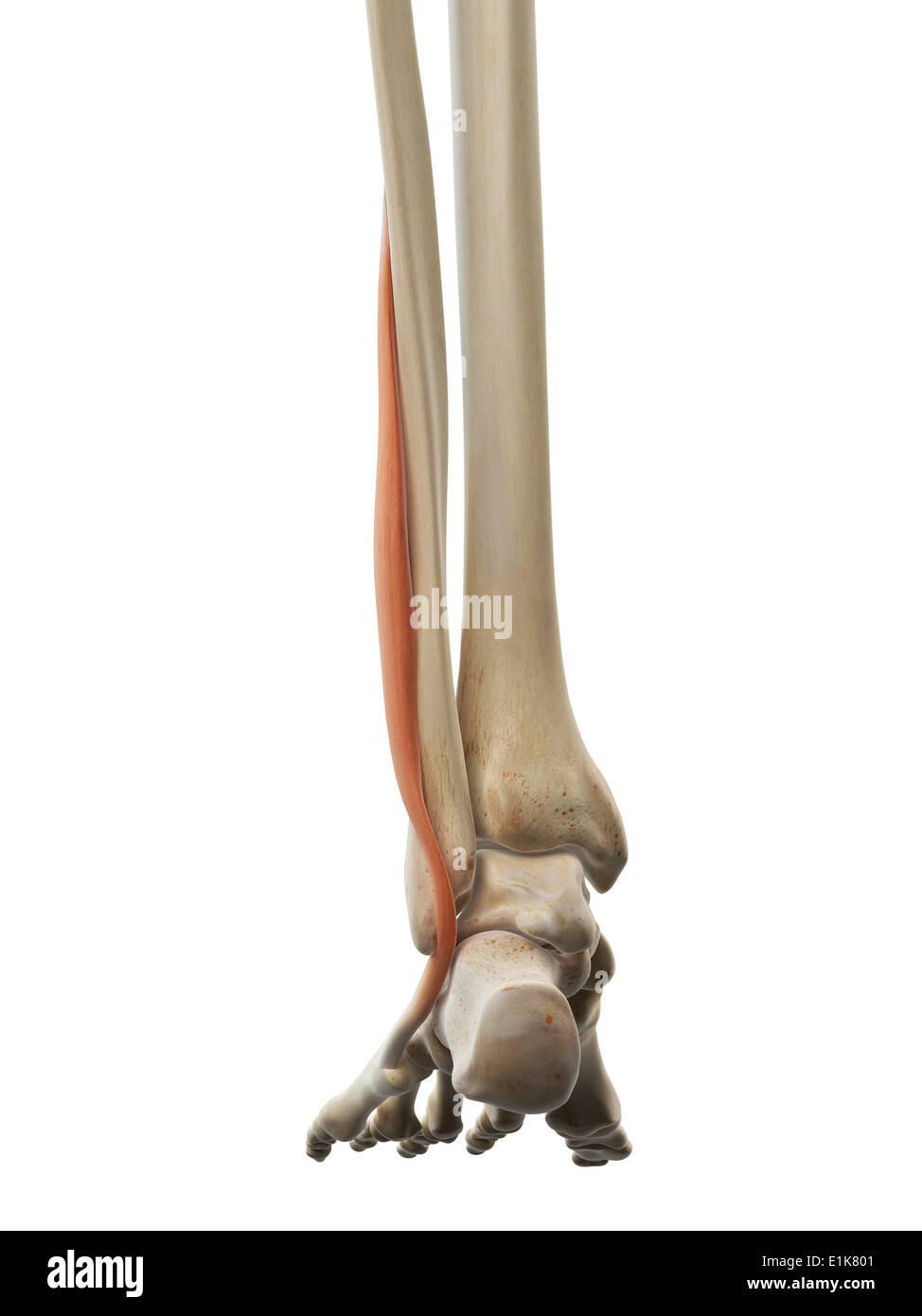 Peroneus brevis Banque de photographies et d’images à haute résolution ...