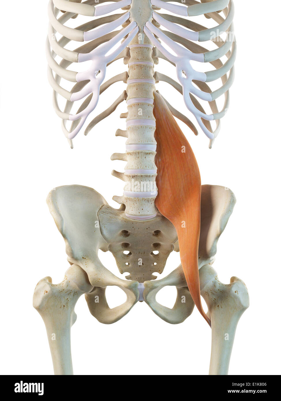 Ou se trouve le muscle du psoas Banque de photographies et d’images à ...