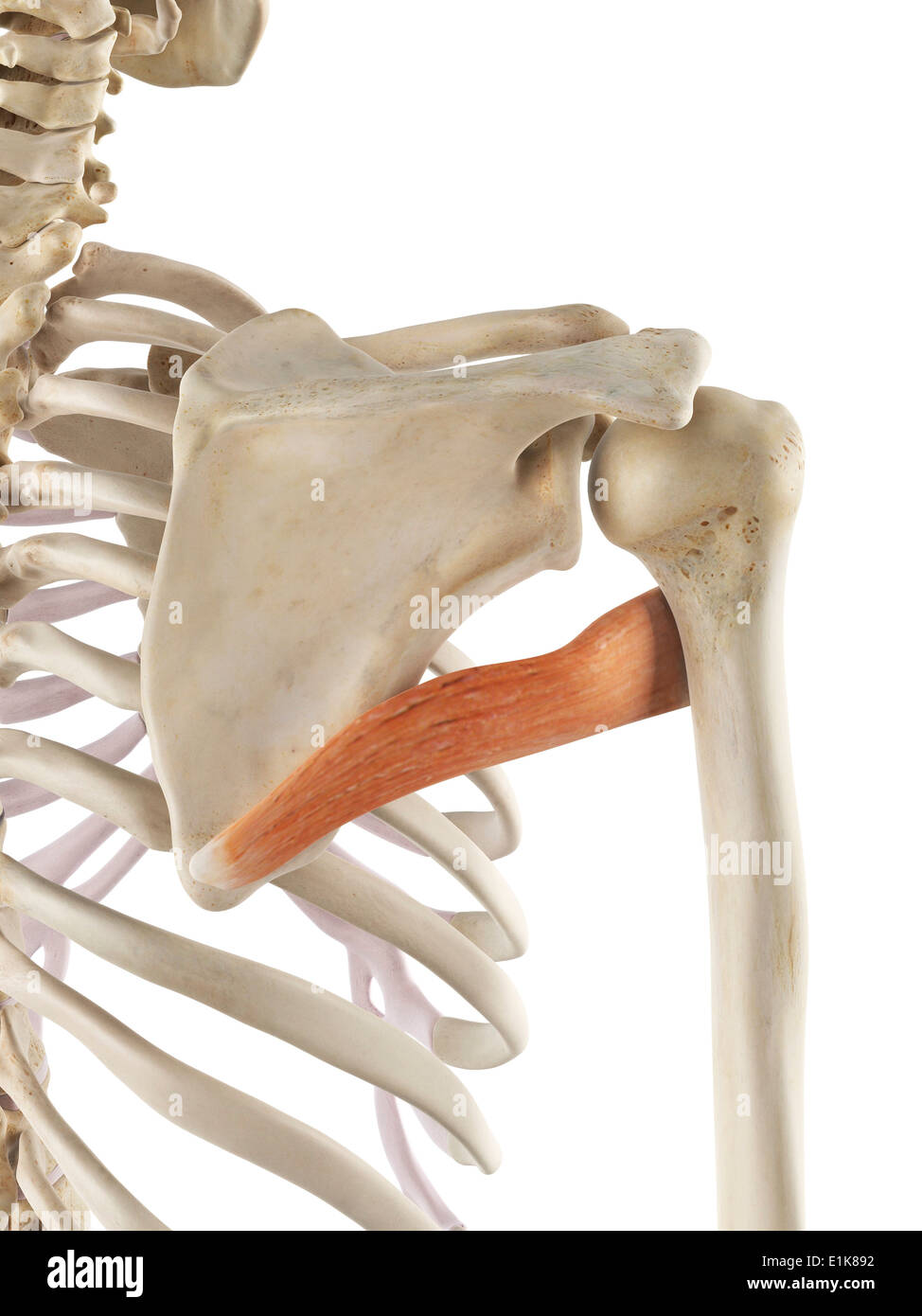 Les muscles de l'épaule grand rond Banque de photographies et d’images ...