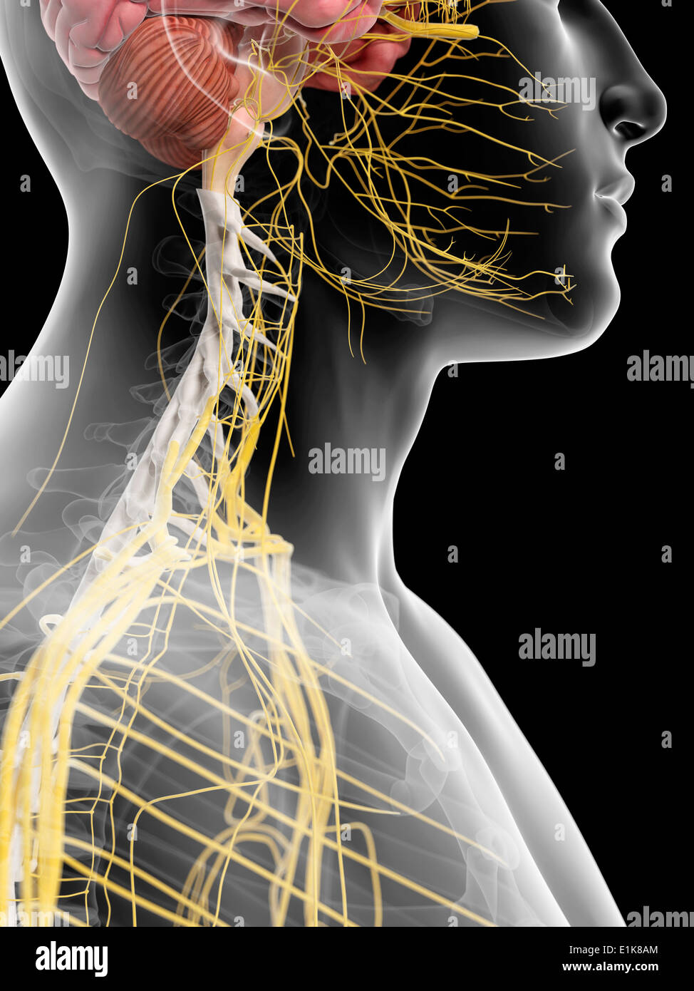 Anatomie du cou nerfs Banque de photographies et d’images à haute ...