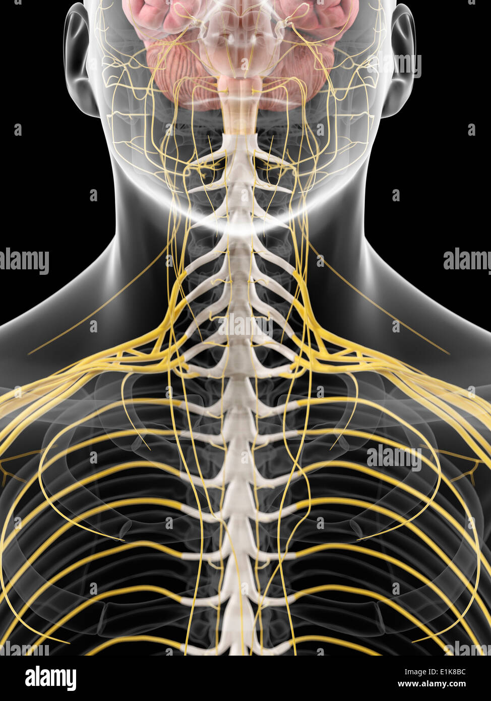 Anatomie du cou nerfs Banque de photographies et d’images à haute ...