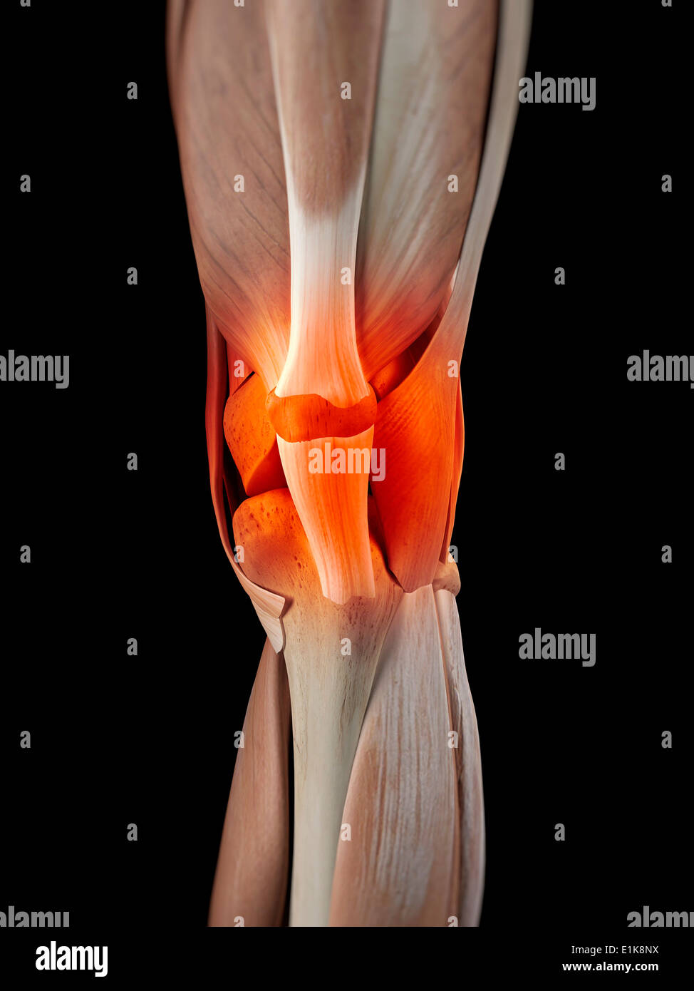 Muscles Du Genou Humain Banque d'image et photos - Alamy