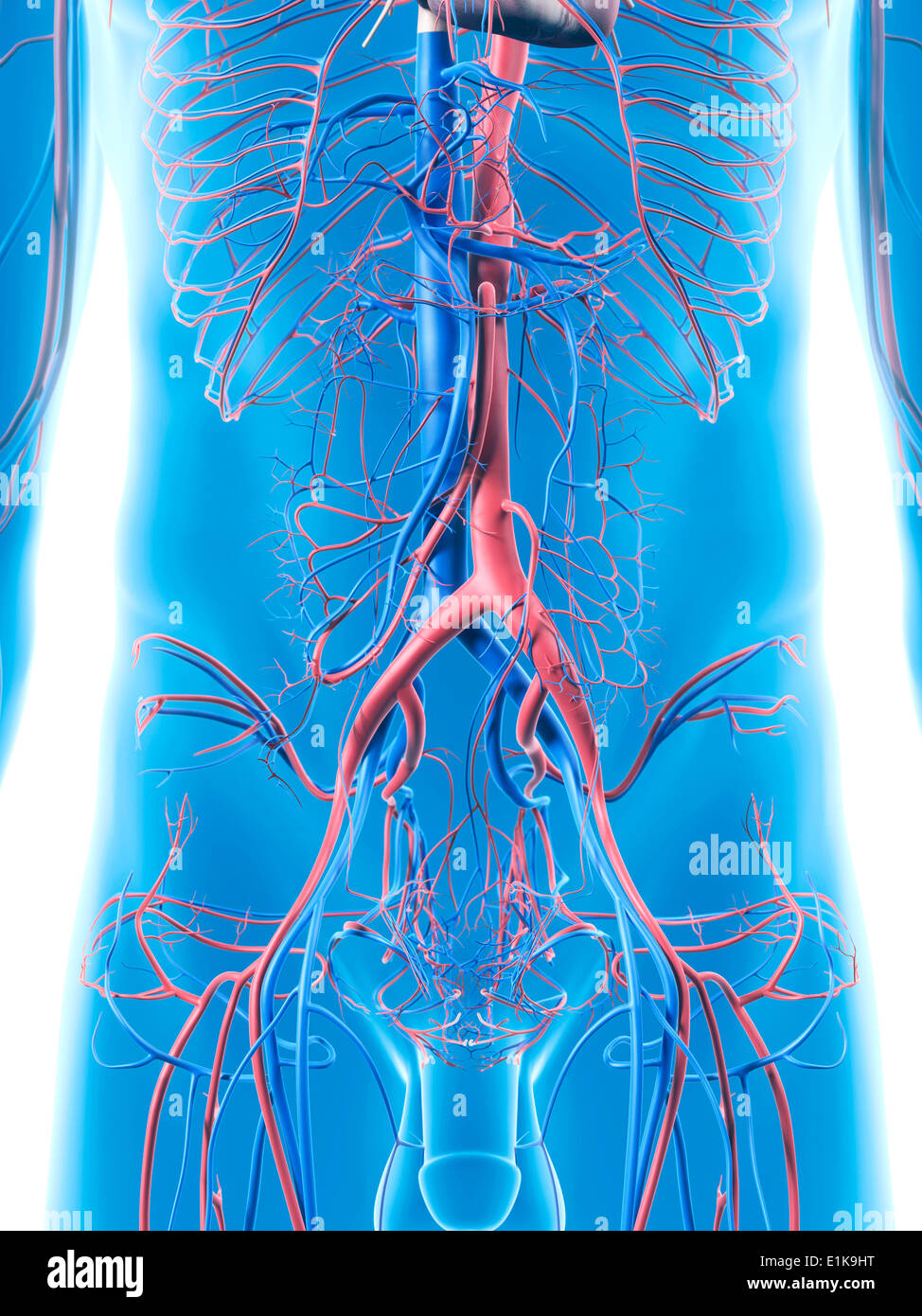Les vaisseaux du corps humain Banque de photographies et d’images à ...
