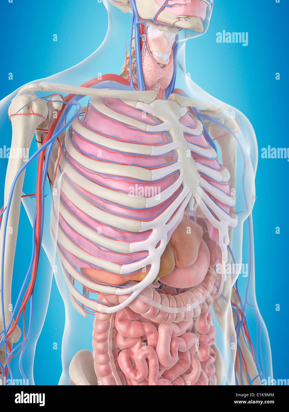 Organes du thorax Banque de photographies et d’images à haute ...