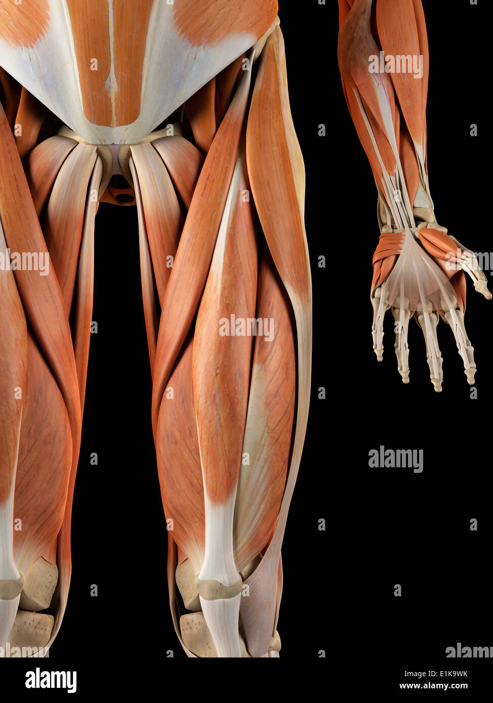 Muscles de la jambe humaine Banque de photographies et d’images à haute ...