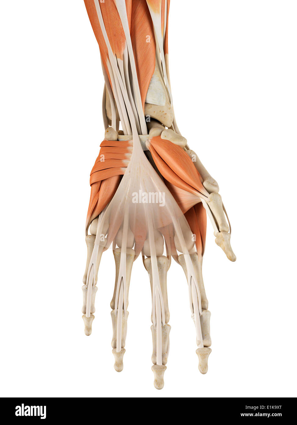 Anatomie 3d muscles main Banque de photographies et d’images à haute ...