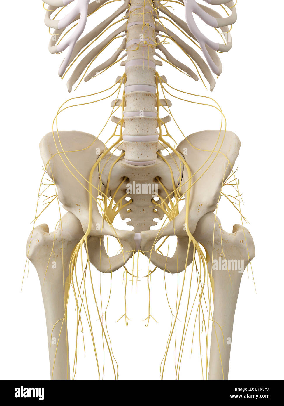 Nerfs de la hanche Banque de photographies et d’images à haute ...