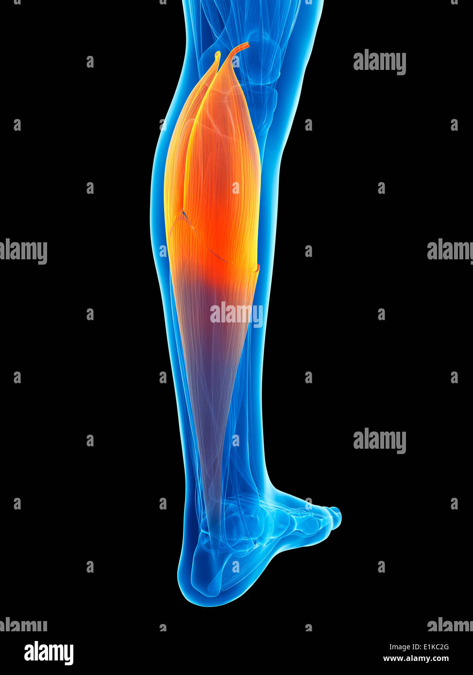 Muscle du mollet humain Banque de photographies et d’images à haute ...
