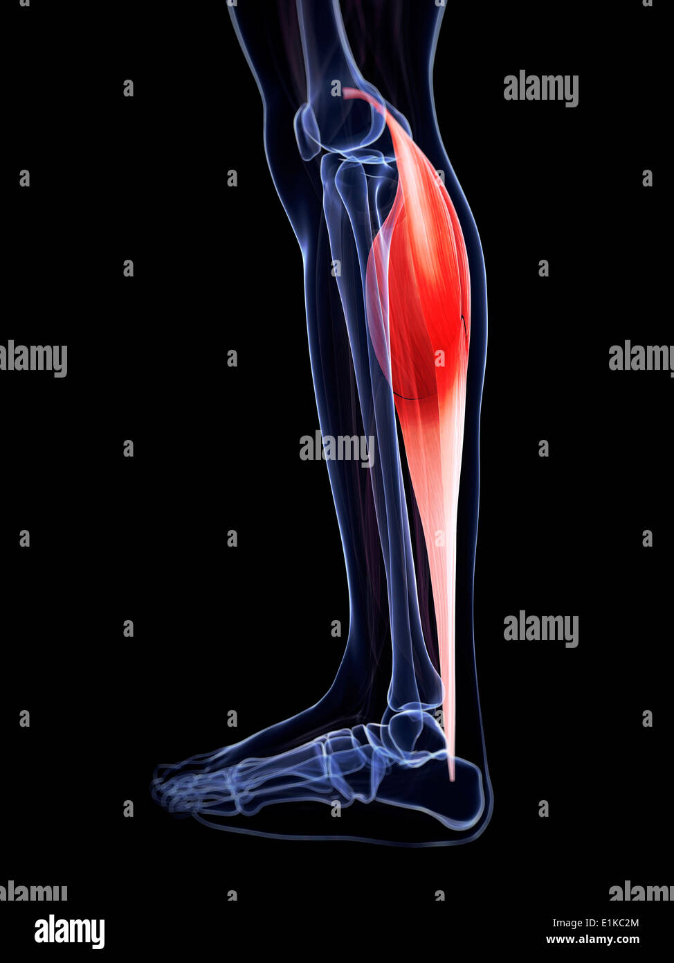 Muscle du mollet humain Banque de photographies et d’images à haute ...