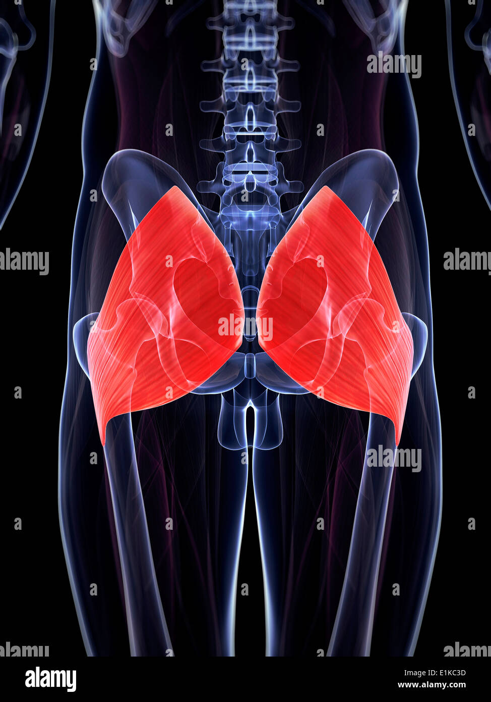 Anatomie Muscles Des Fesses Humaines Banque d'image et photos - Alamy
