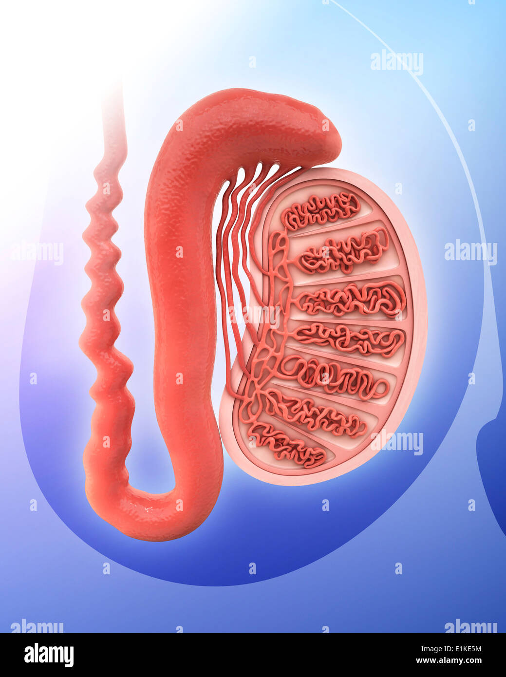 Testicule normal Banque de photographies et d’images à haute résolution ...