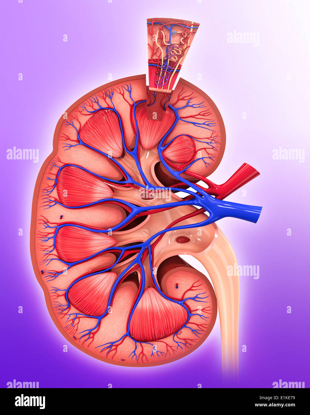 Kidney And Nephron Banque d'image et photos - Alamy