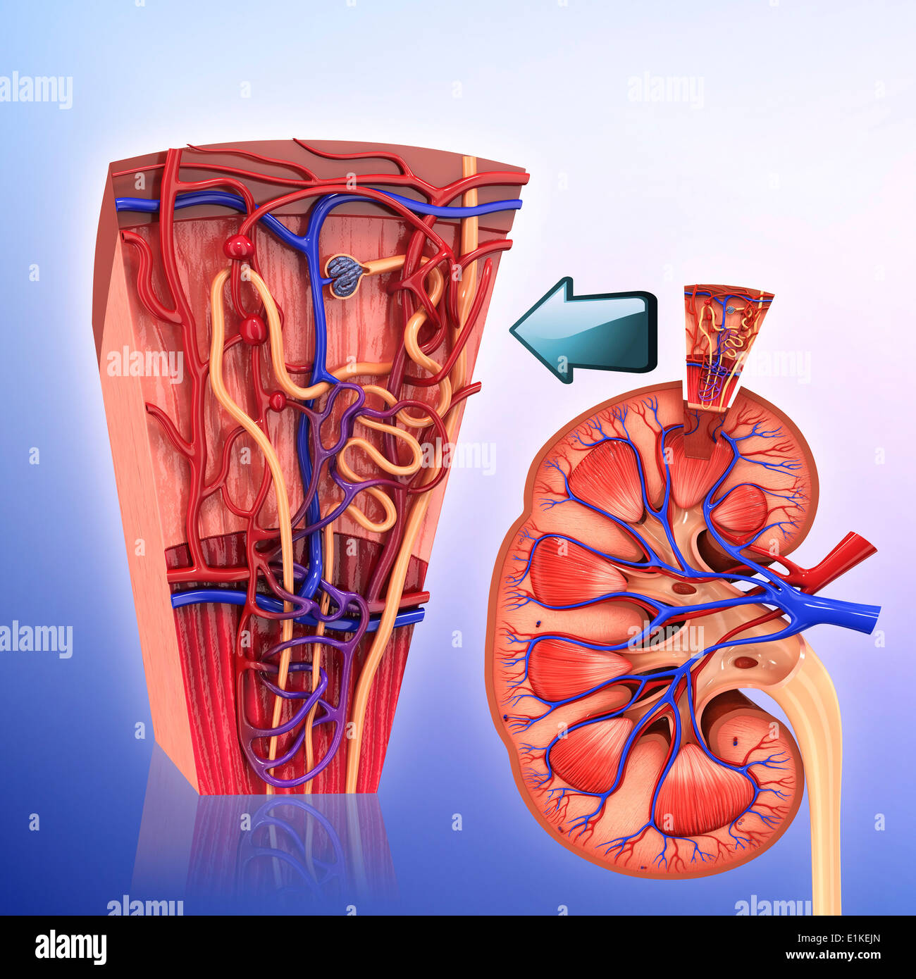 Kidney And Nephron Banque d'image et photos - Alamy