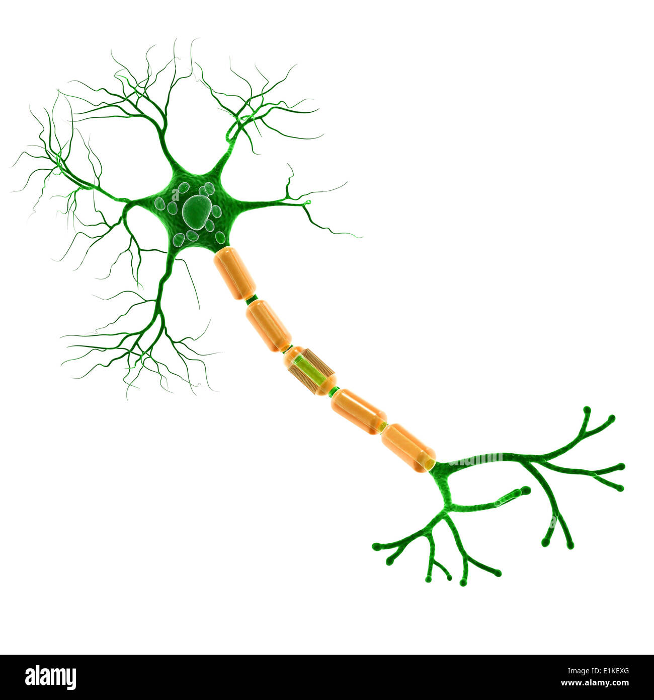 Corps de cellules de neurones Banque d'images détourées - Alamy