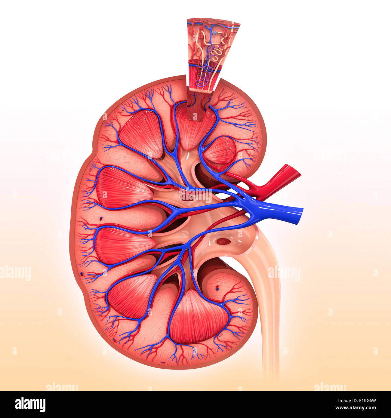 Capsule rénale Banque de photographies et d’images à haute résolution ...