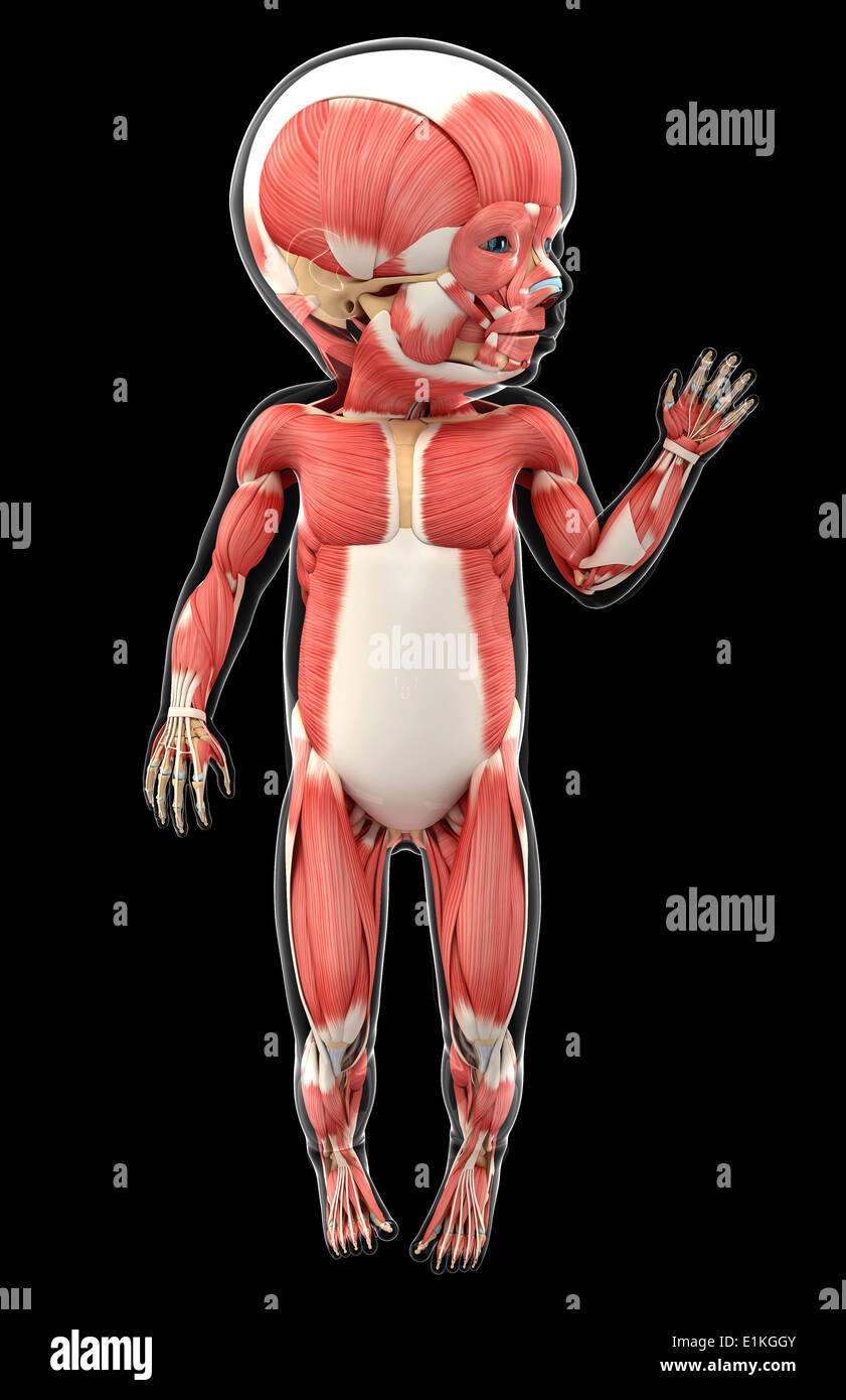 Anatomie musculaire bébé Banque de photographies et d’images à haute ...