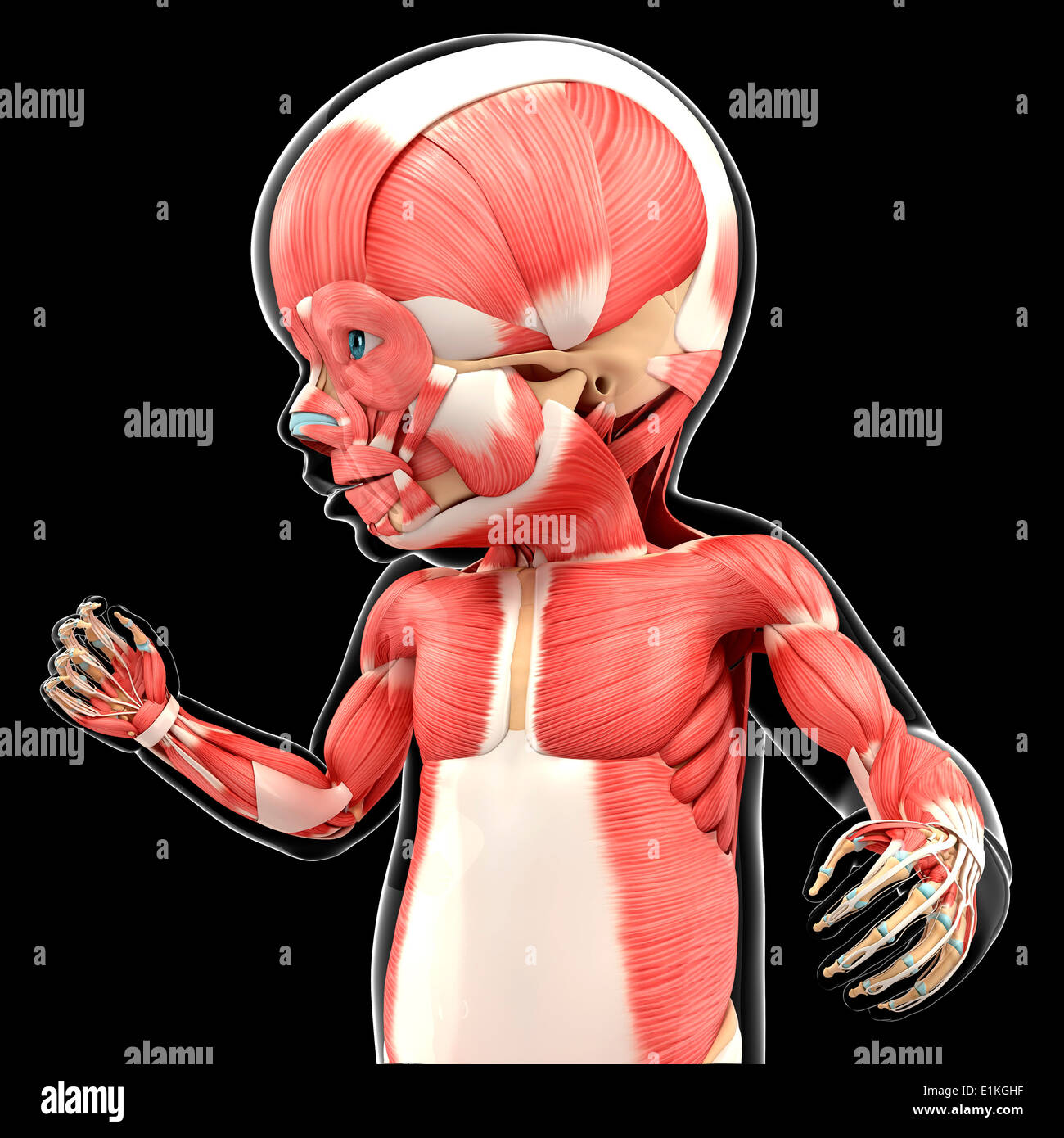 Anatomie Musculaire Bébé Banque De Photographies Et D Images à Haute
