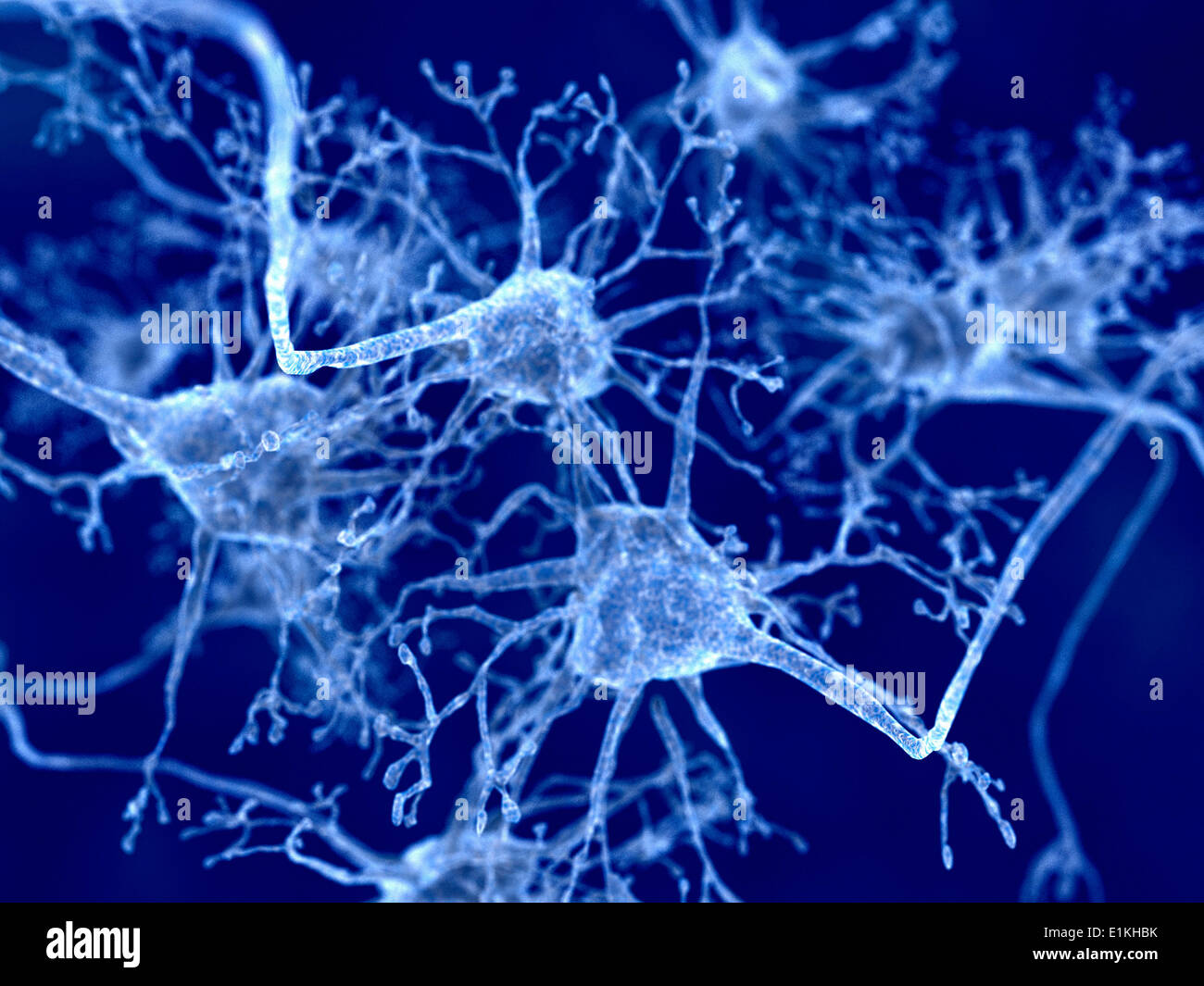 Cellules nerveuses Banque de photographies et d’images à haute ...