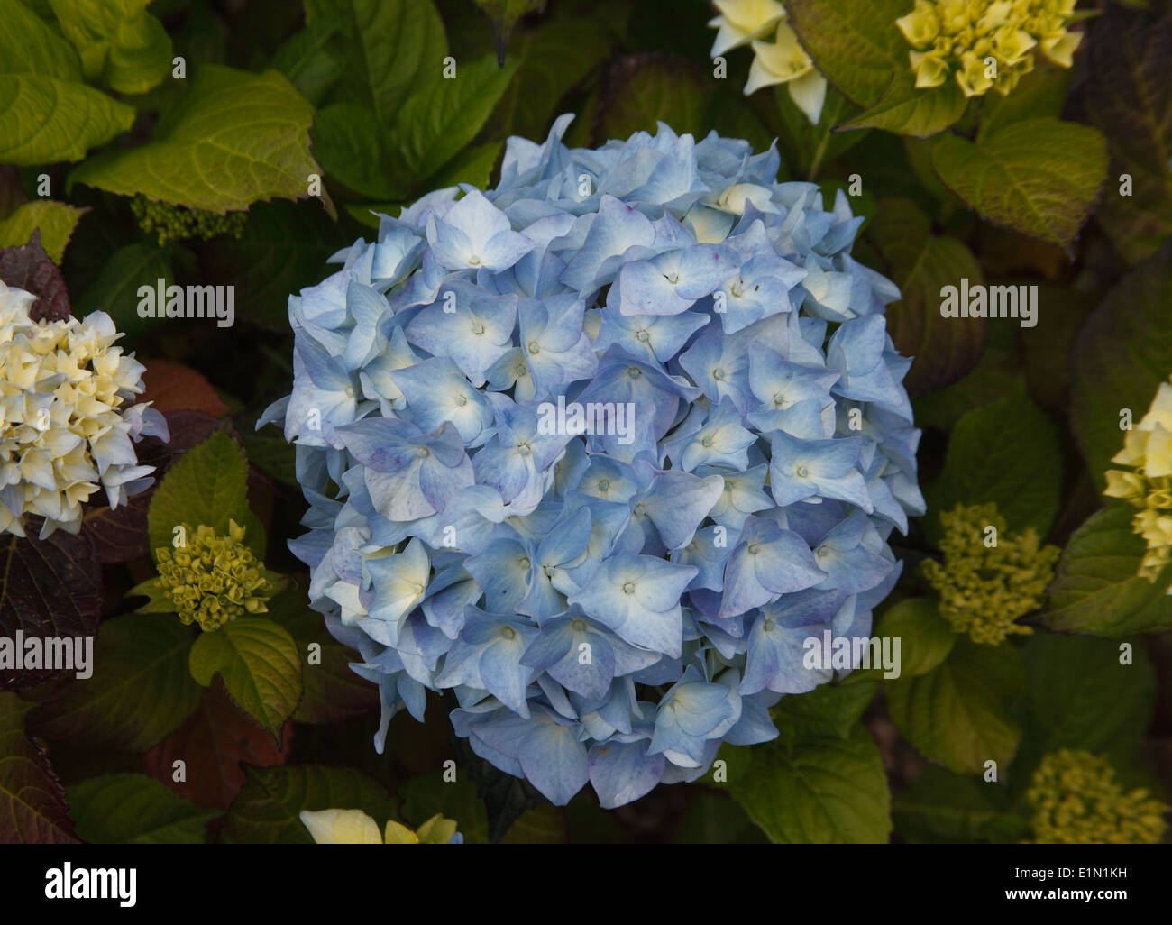 Hydrangea macrophylla blue Banque de photographies et d’images à haute ...