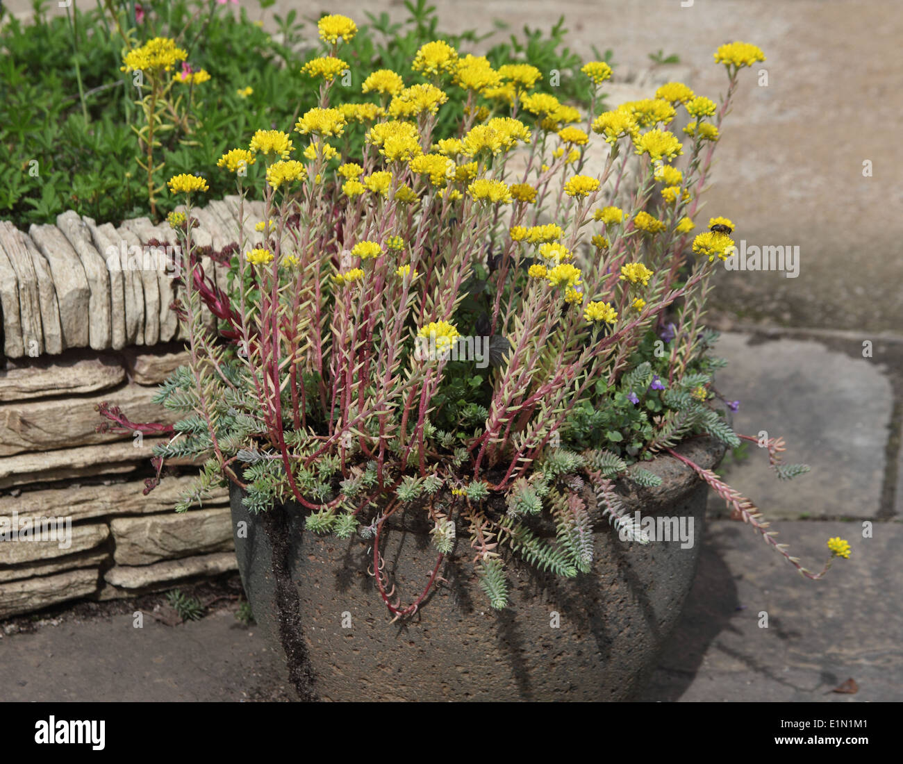 Sedum reflexum Banque de photographies et d’images à haute résolution ...