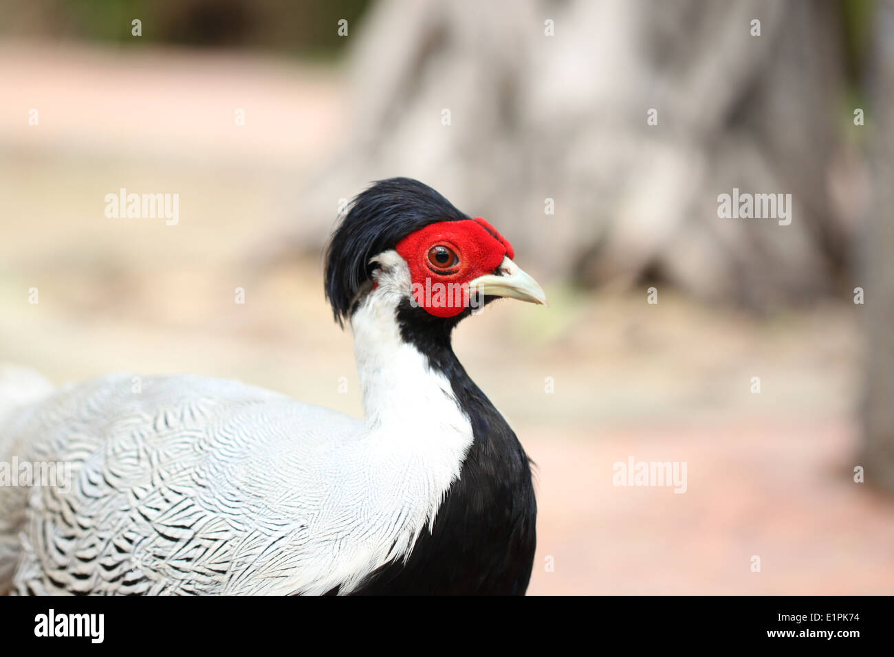Faisan tropical Banque de photographies et d’images à haute résolution ...