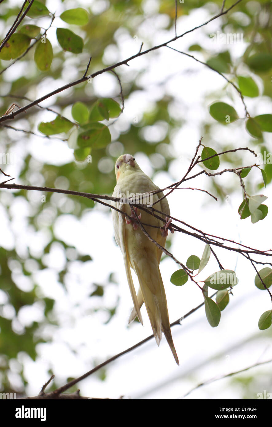 Perruche blanche Banque de photographies et d’images à haute résolution ...