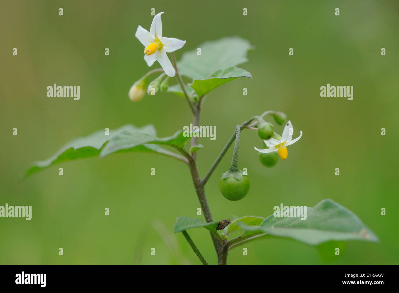 Morelle commune Banque de photographies et d’images à haute résolution ...