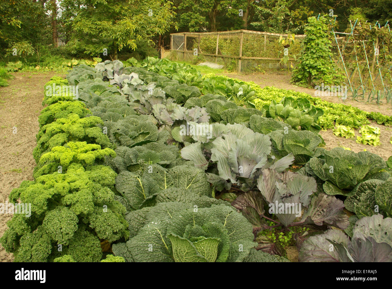 Un potager avec différents types de choux comme l'endive, chou rouge ...