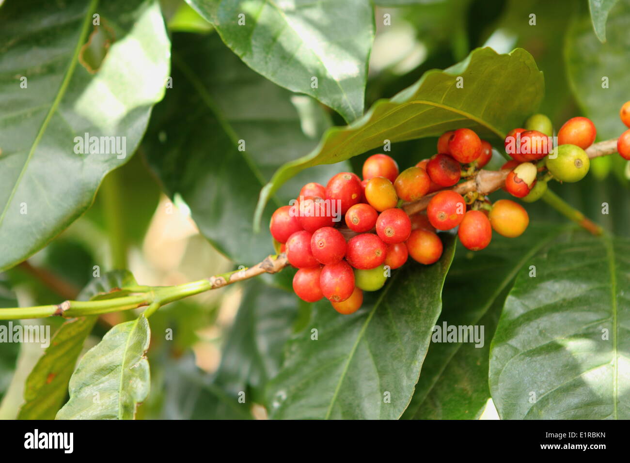 Cerises coffea Banque de photographies et d’images à haute résolution ...