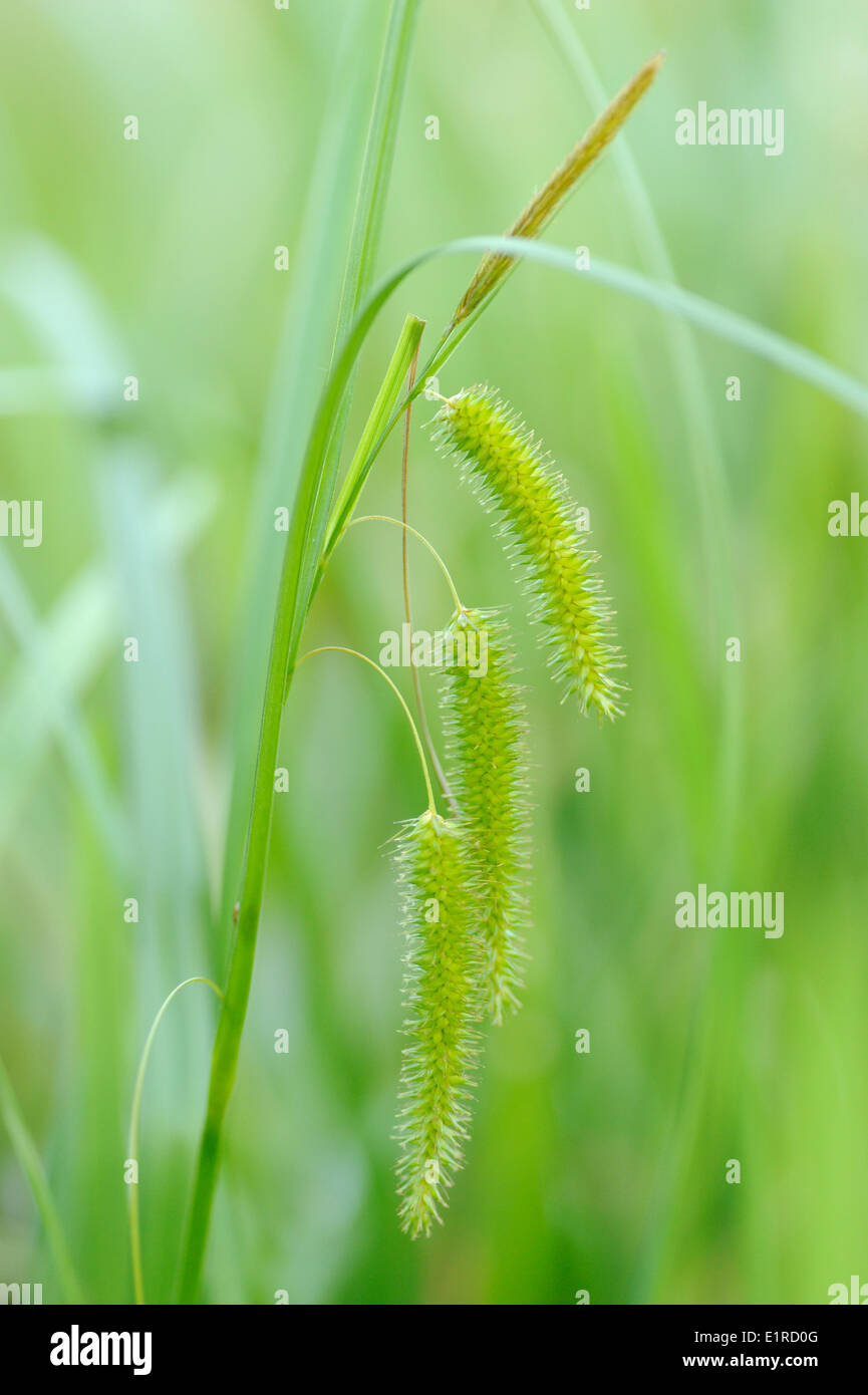 La fructification Banque de photographies et d’images à haute ...