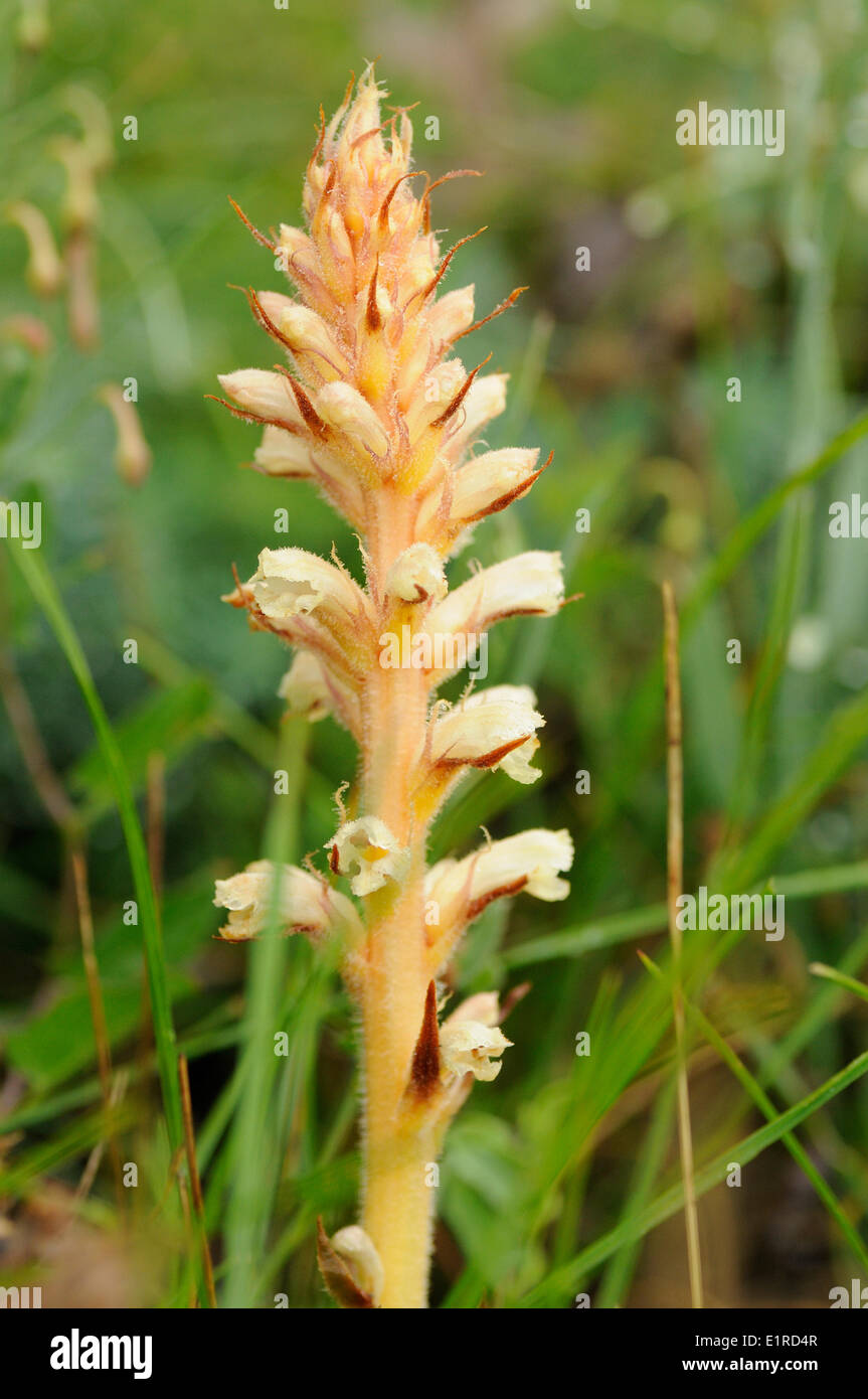 Orobanche picridis Banque de photographies et d’images à haute ...
