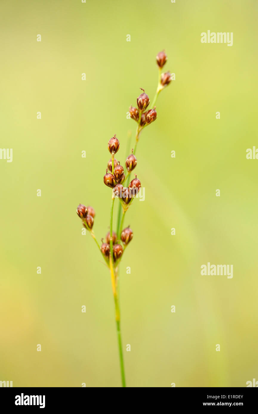 La fructification Banque de photographies et d’images à haute ...