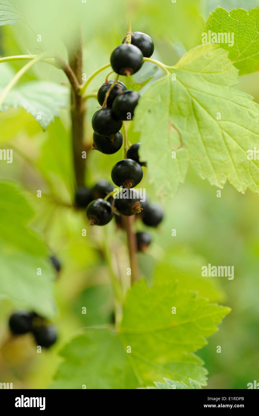 Cassis fruit Banque de photographies et d’images à haute résolution - Alamy