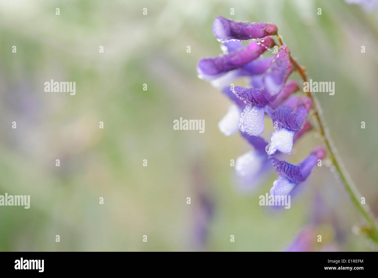 Vicia villosa légumineuse violette Banque de photographies et d’images ...